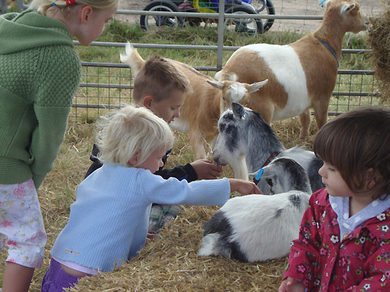 Miller's Ark Animals