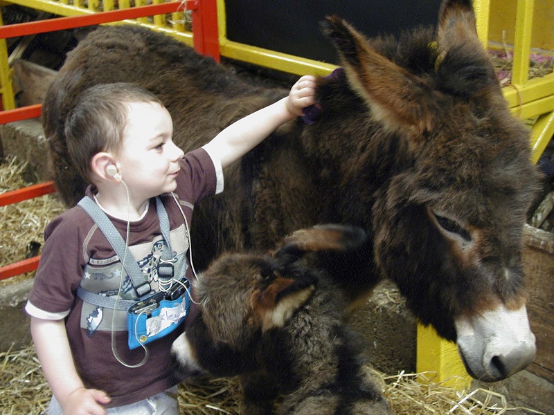 Miller's Ark Animals