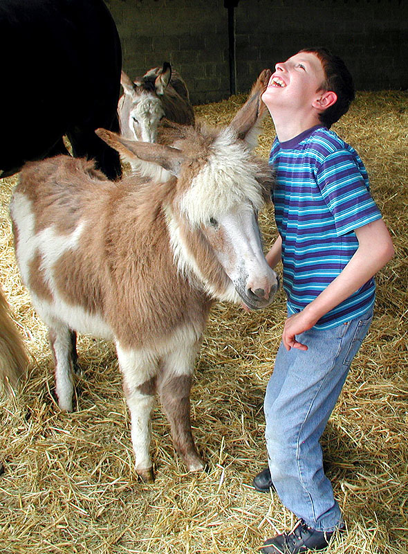 Miller's Ark Animals