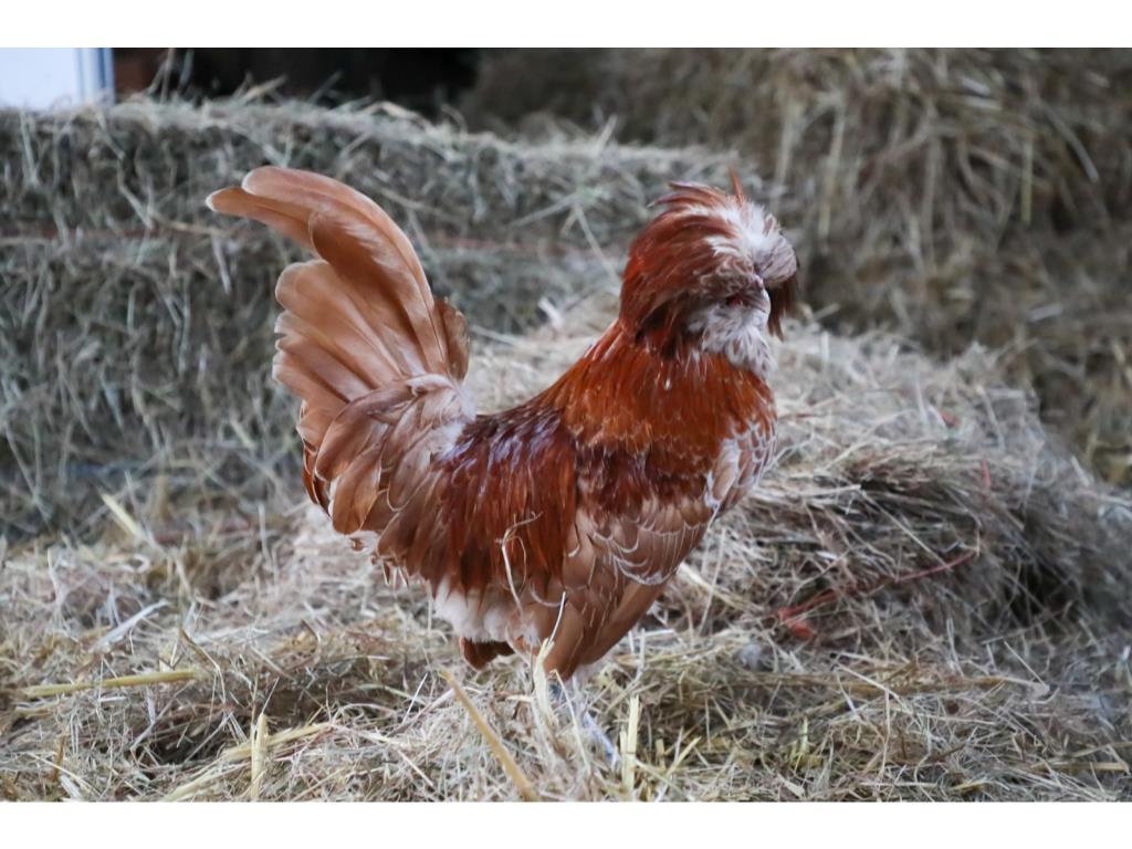 Miller's Ark Animals