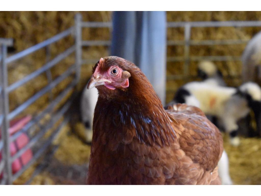 Miller's Ark Animals