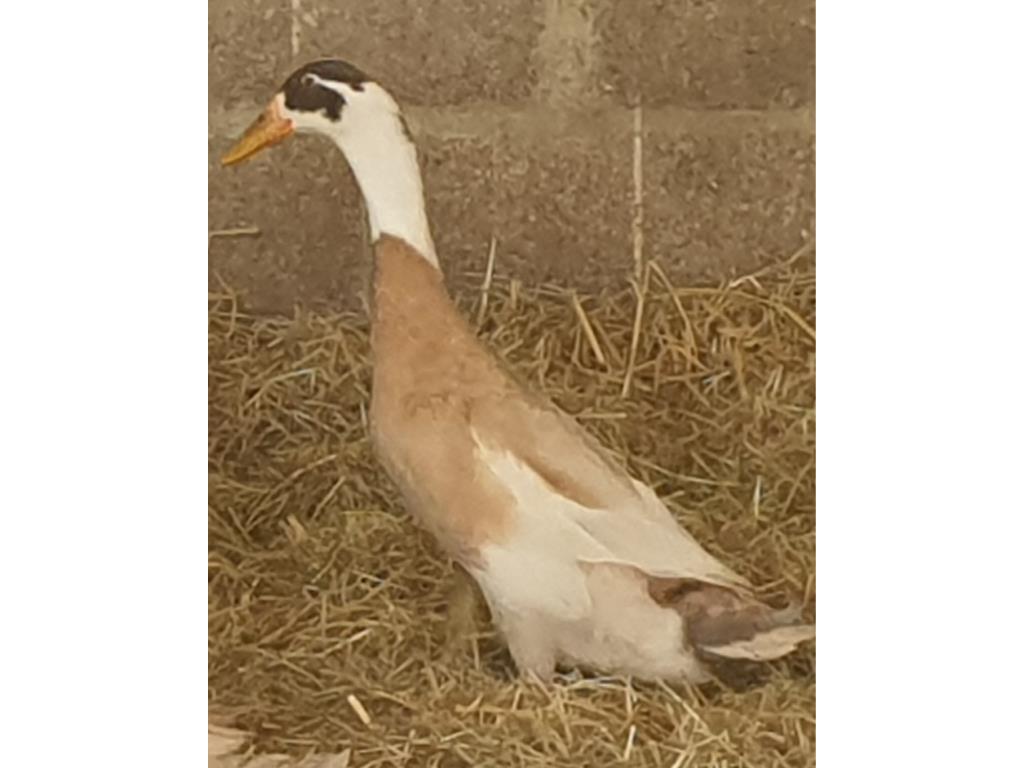 Miller's Ark Animals