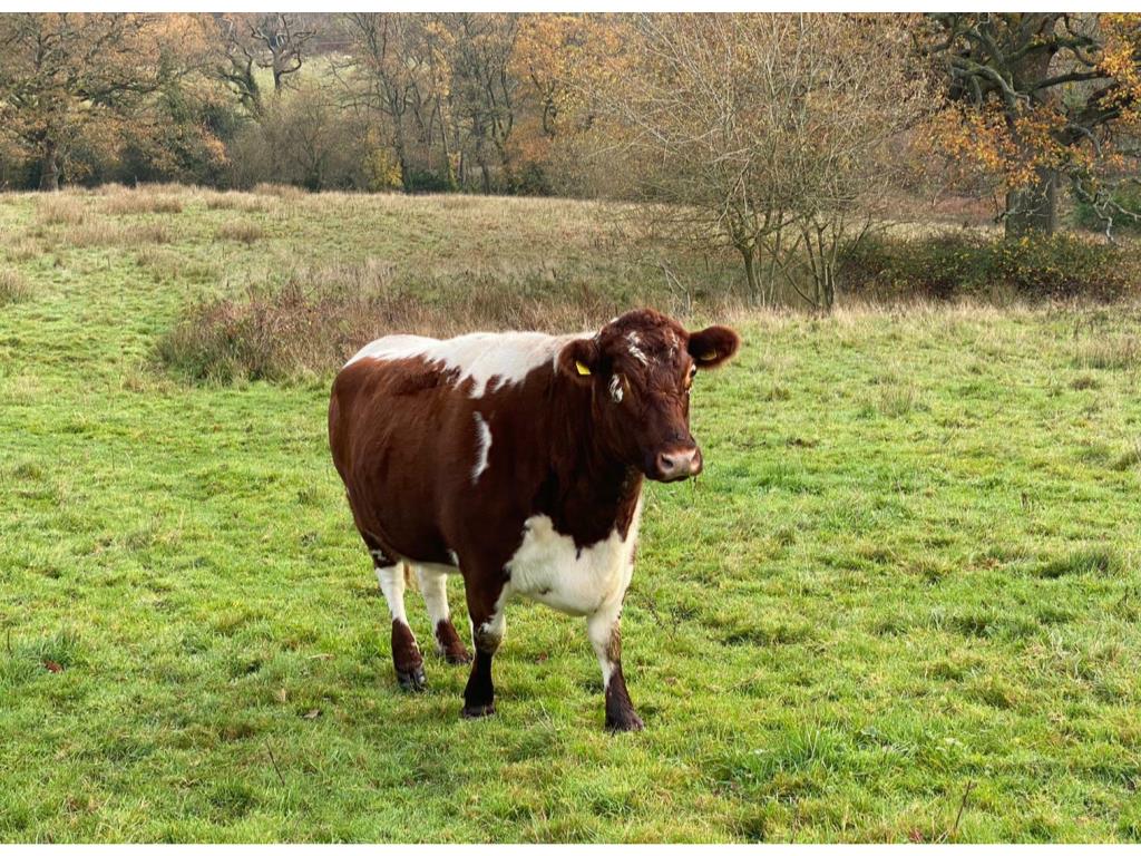 Miller's Ark Animals