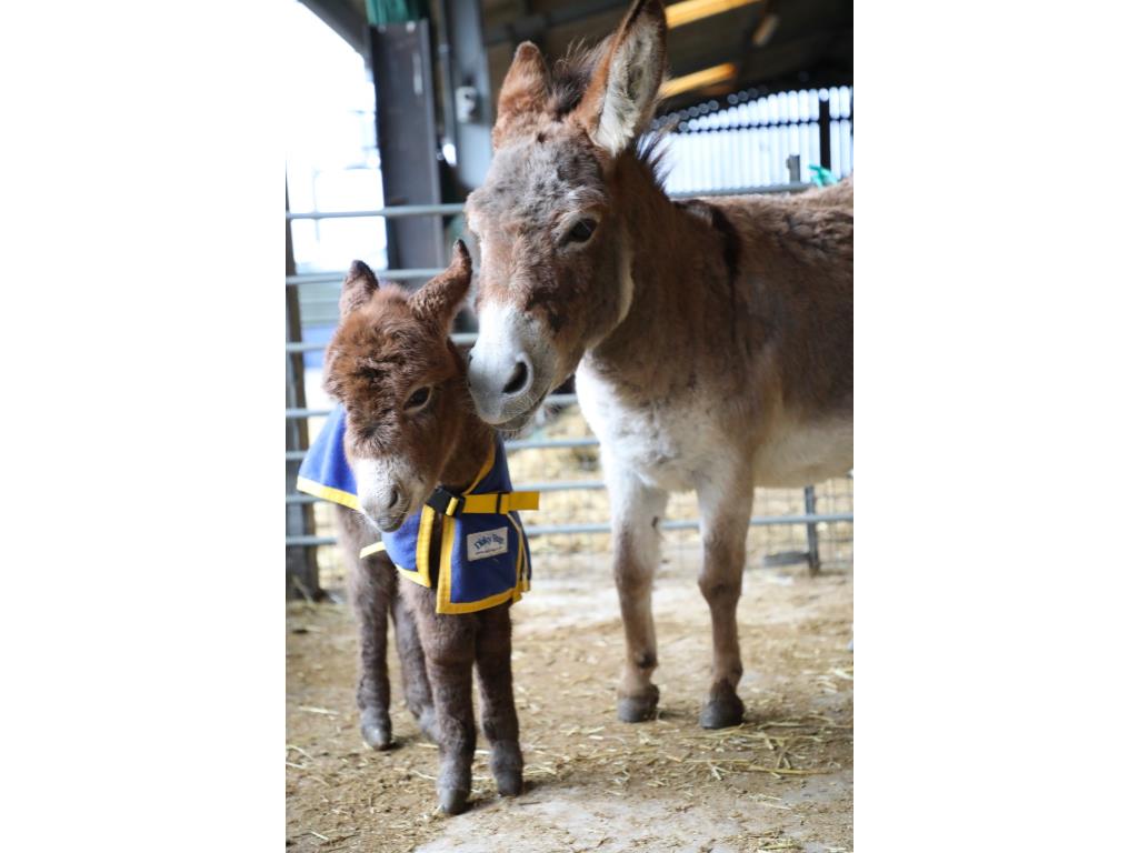 mini donkeys uk