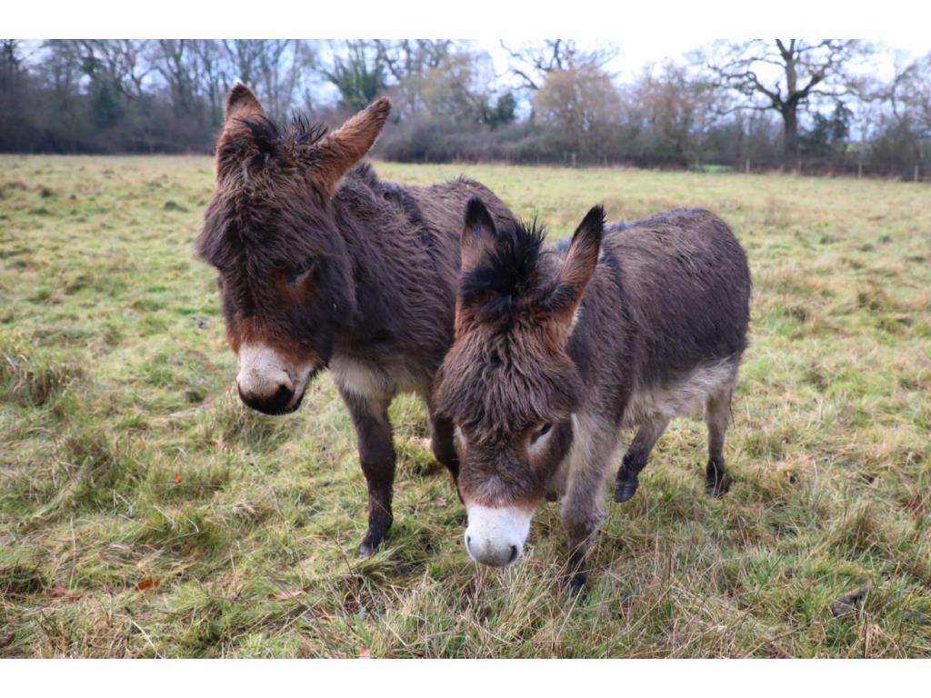 Miller's Ark Animals