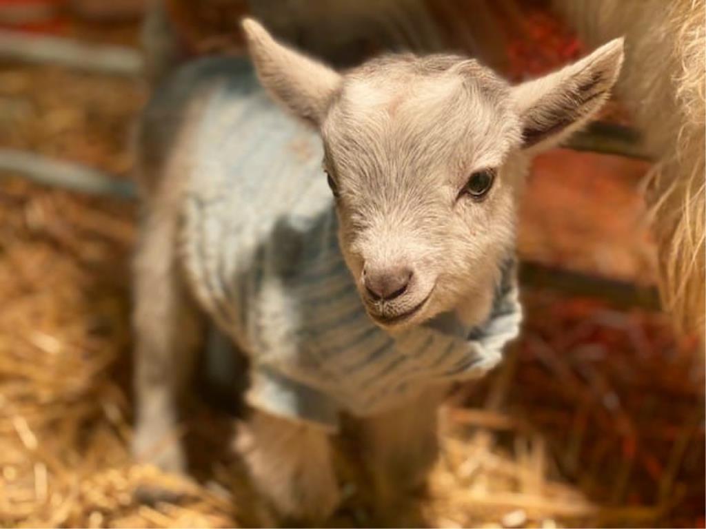 Miller's Ark Animals