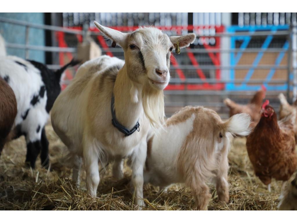 Miller's Ark Animals