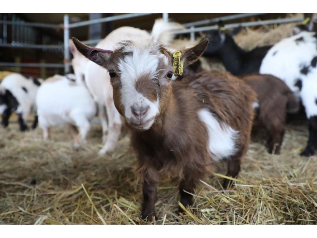 Miller's Ark Animals