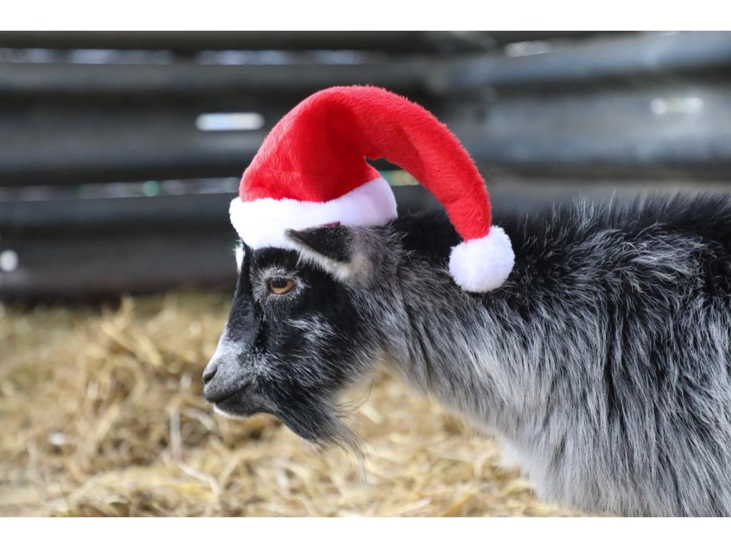 Miller's Ark Animals