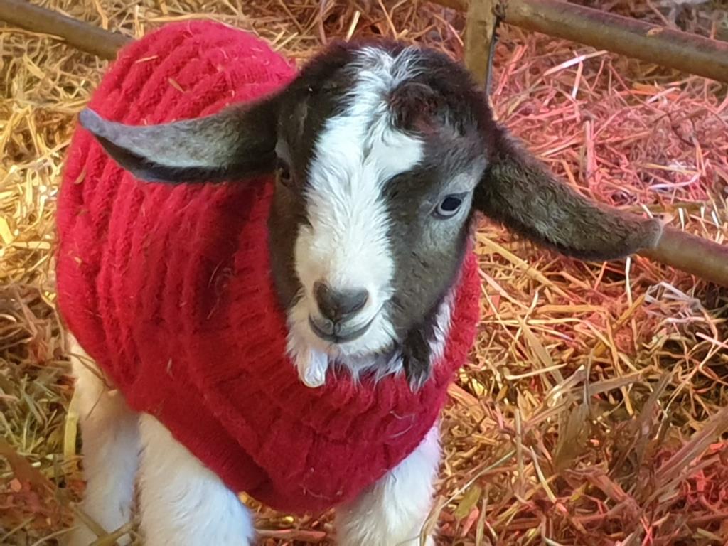 Miller's Ark Animals