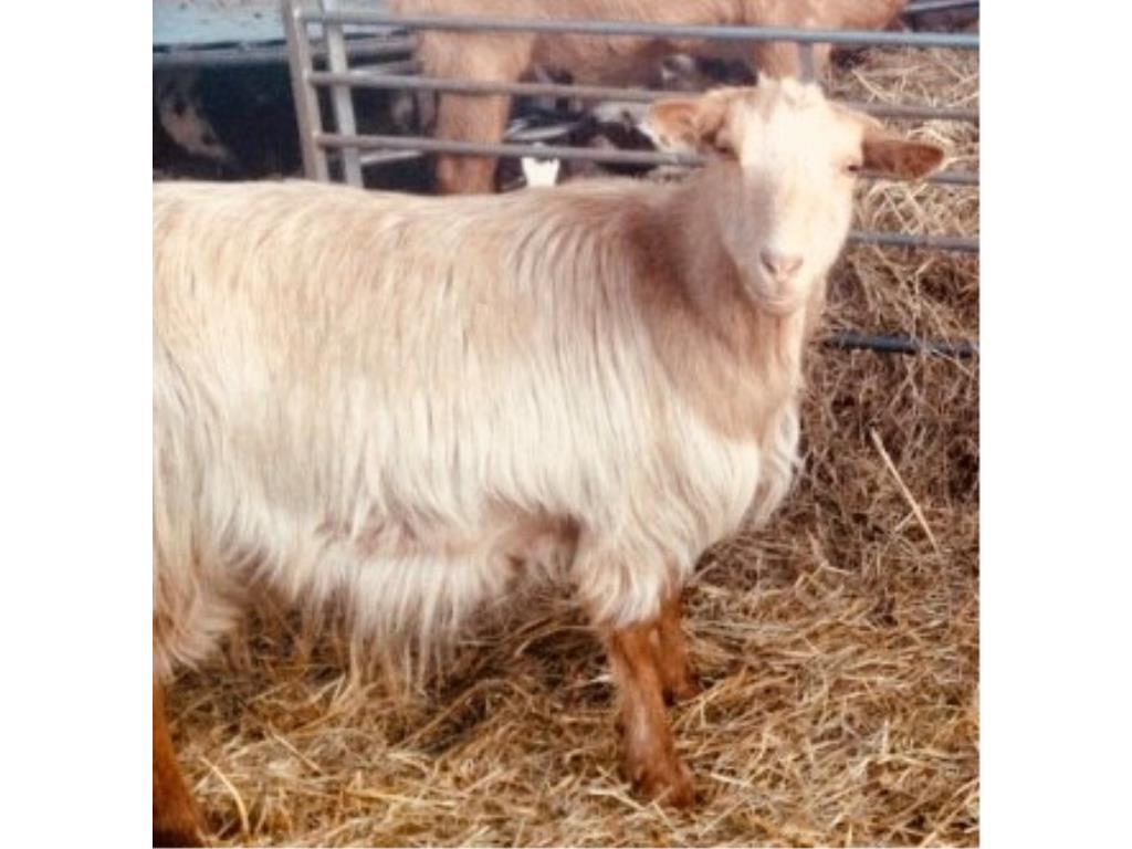 Miller's Ark Animals