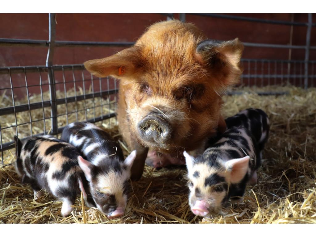 piglets uk