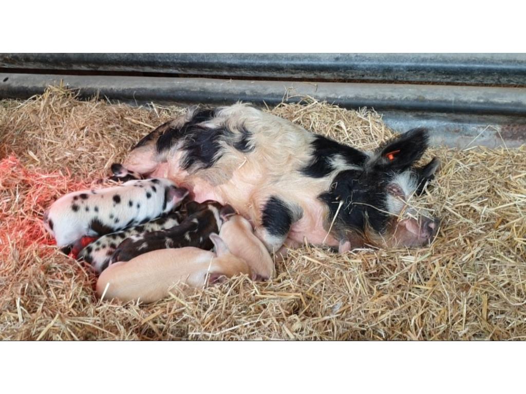 Miller's Ark Animals