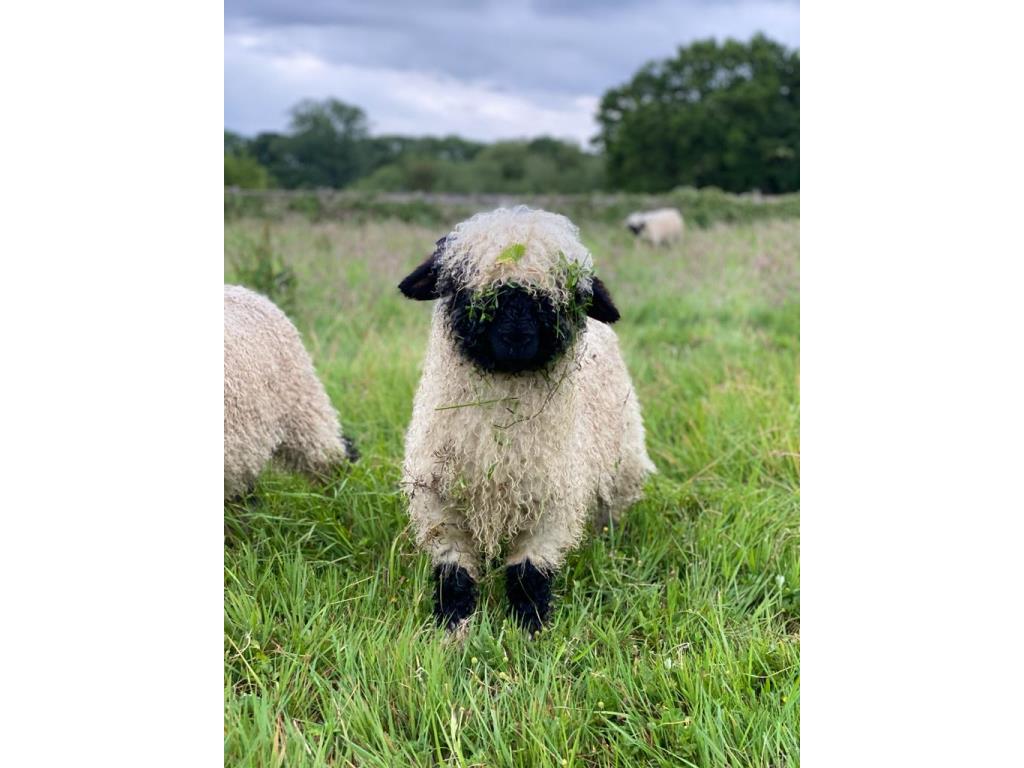 miniature sheep breeds uk