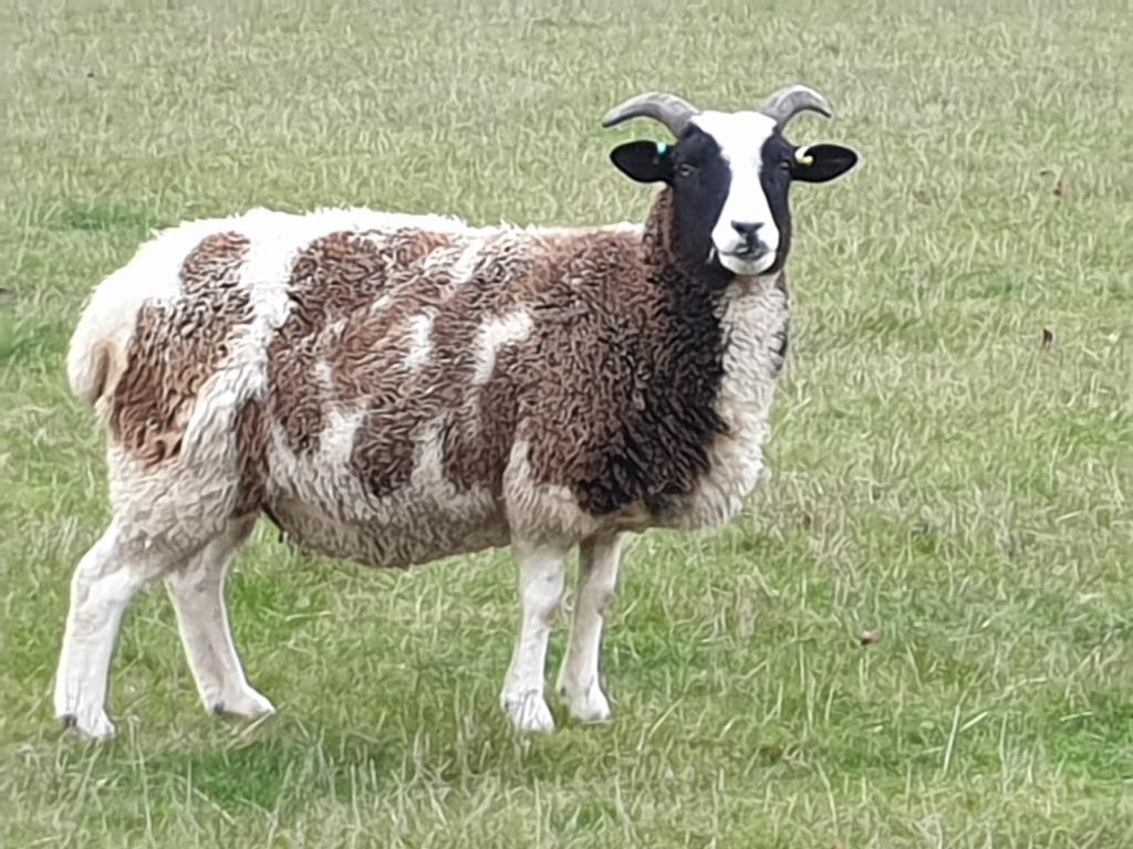 Miller's Ark Animals