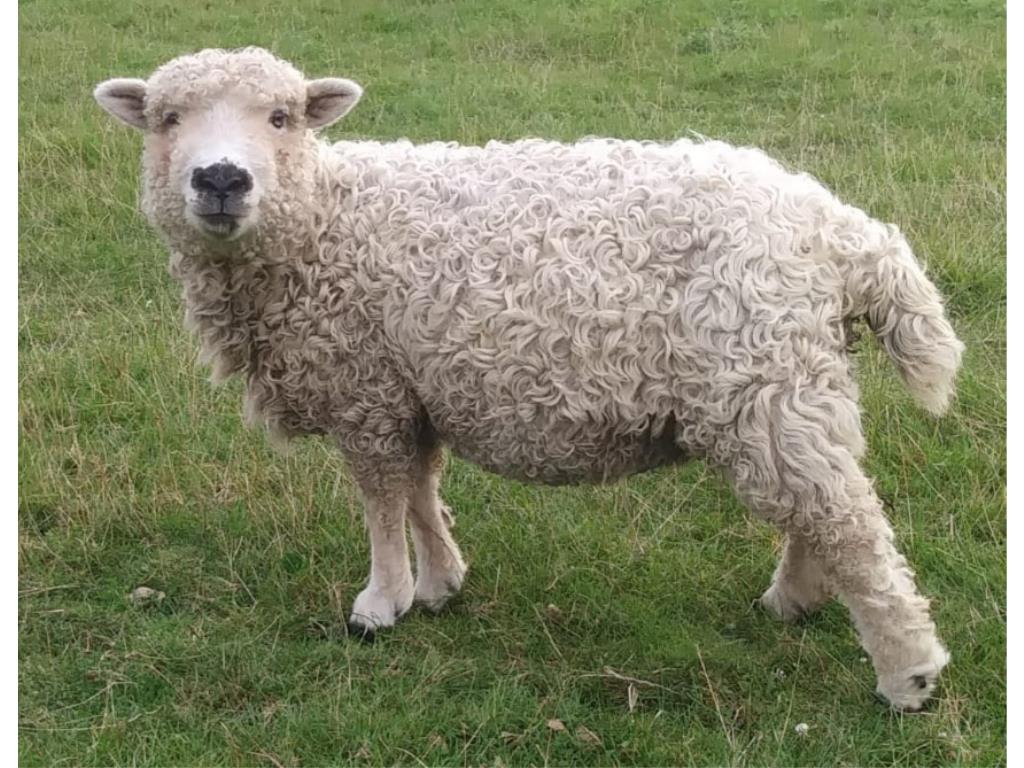 Miller's Ark Animals