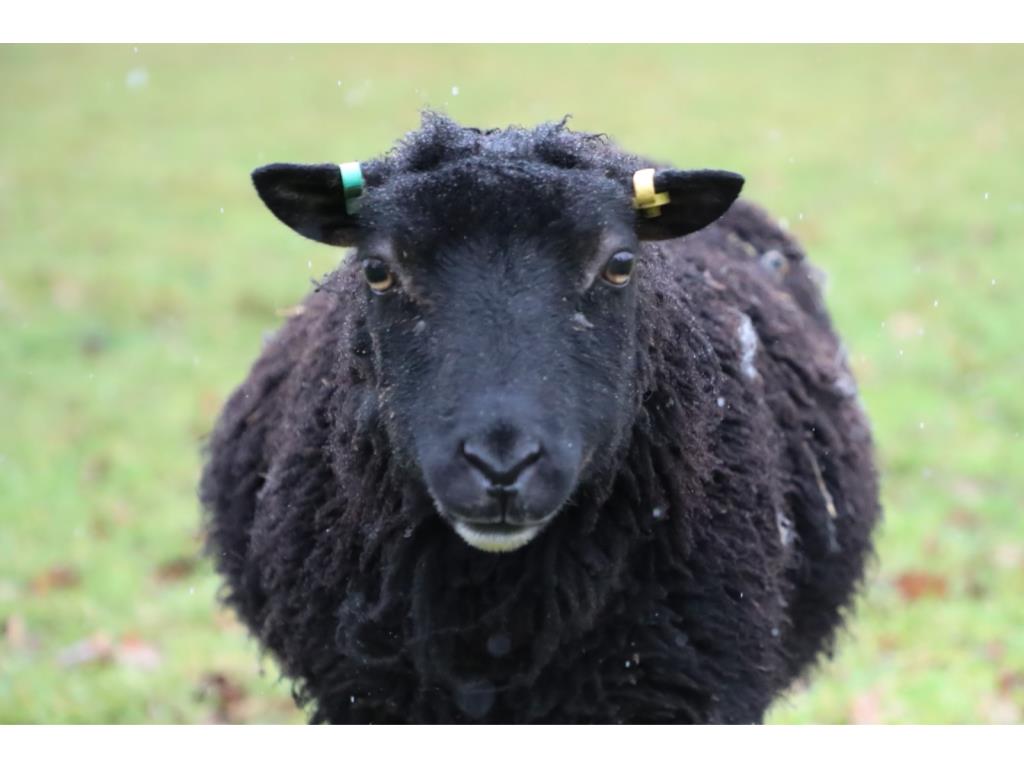 Miller's Ark Animals