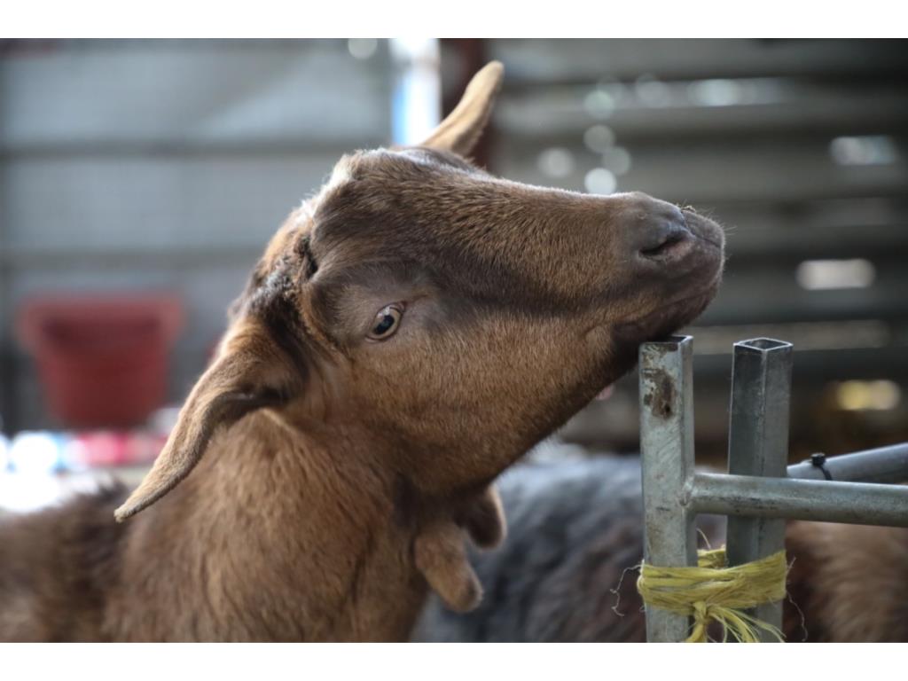 Miller's Ark Animals