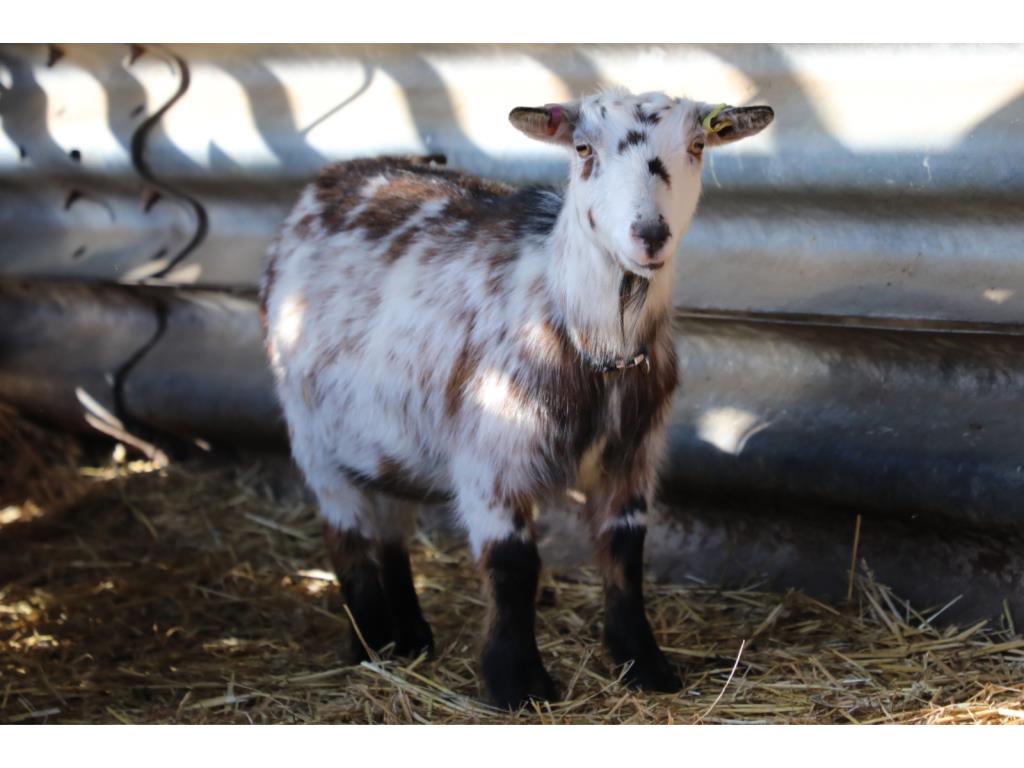 Miller's Ark Animals