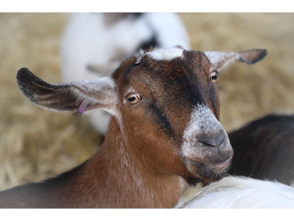 Miller's Ark Animals