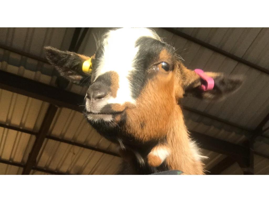 Miller's Ark Animals