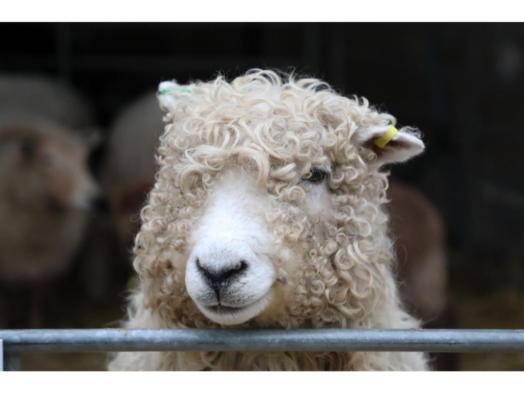 Miller's Ark Animals